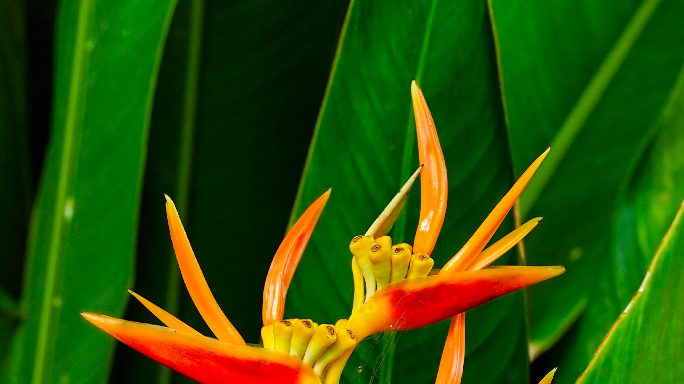 Tumbuhan Pisang-pisangan: Mengenal Heliconia, si Cantik dari Hutan ...